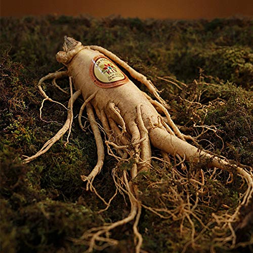 nourishing ginseng cream for hydration