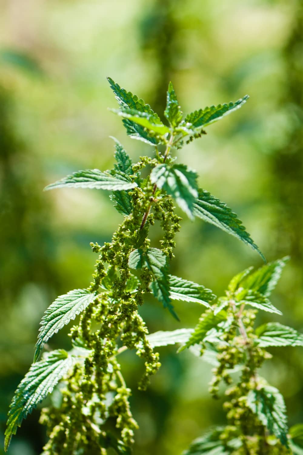 nourishing nettle herbal infusion