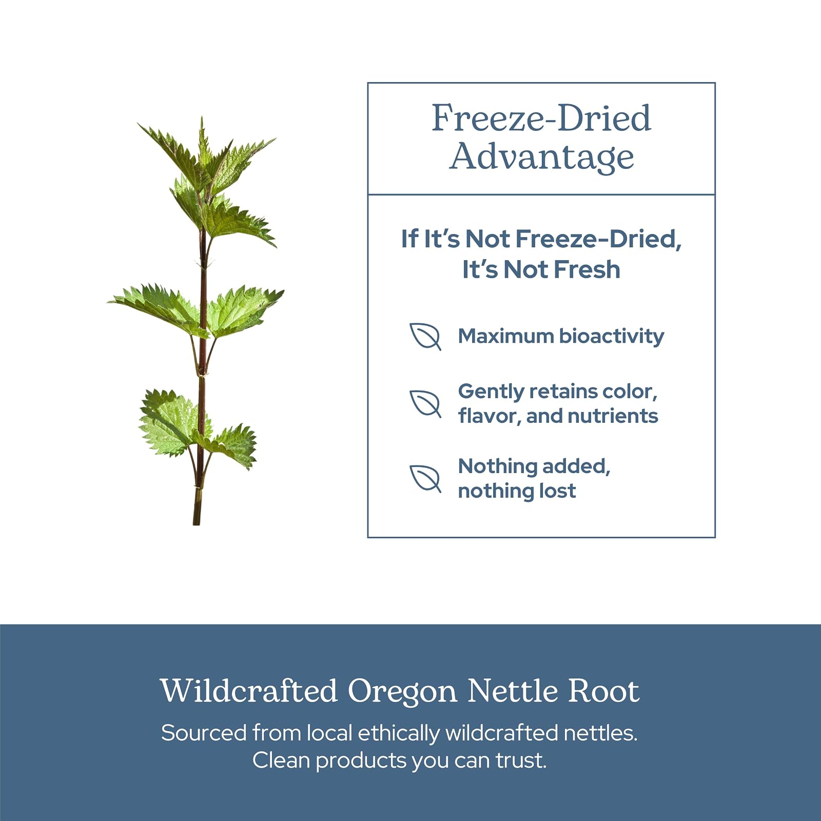 nourishing nettle root extract capsules