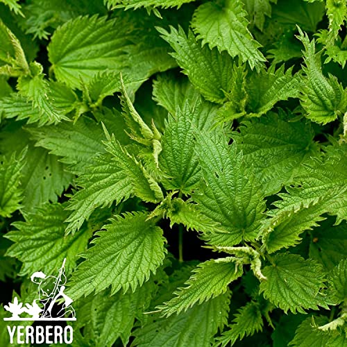 nourishing nettle tea for immunity