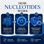 Nucleotide complex for cellular health