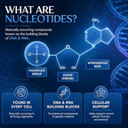 Nucleotide Complex vitamins for cellular health