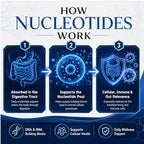 Nucleotide multivitamins for daily wellness