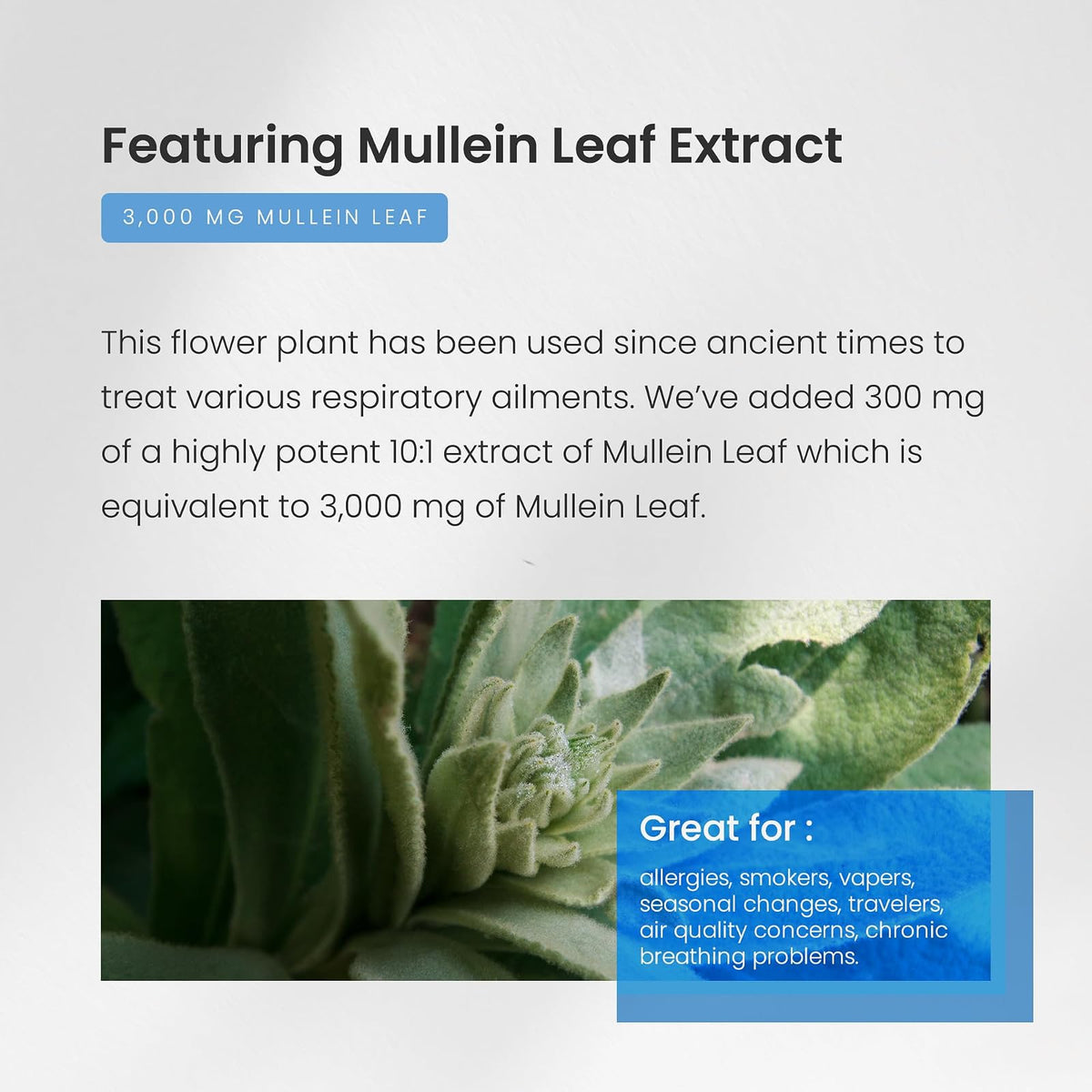 NutraChamps mullein leaf 1000 mg