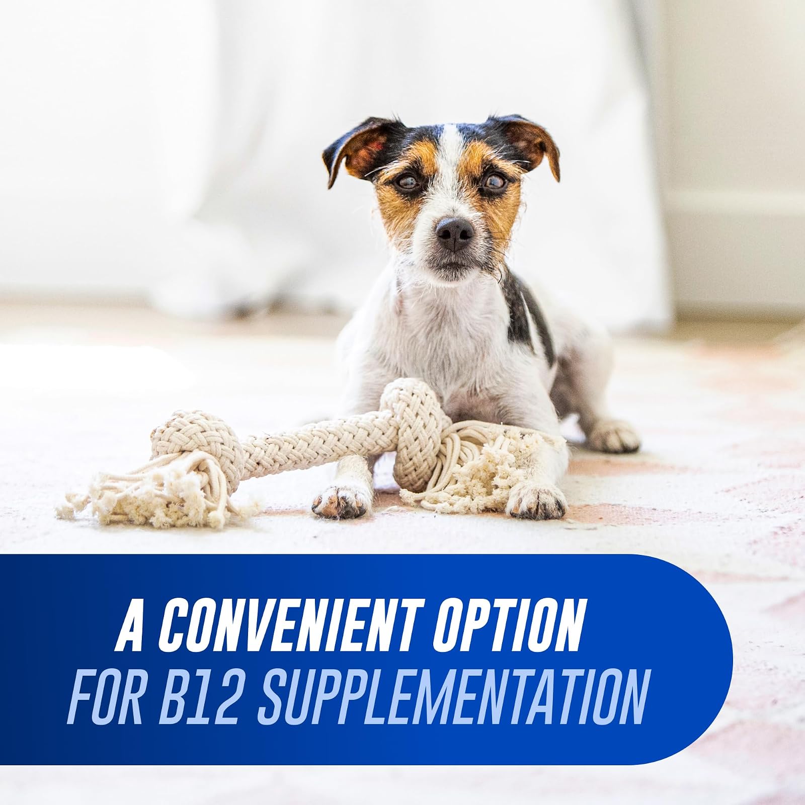 Nutramax chewable vitamin B12