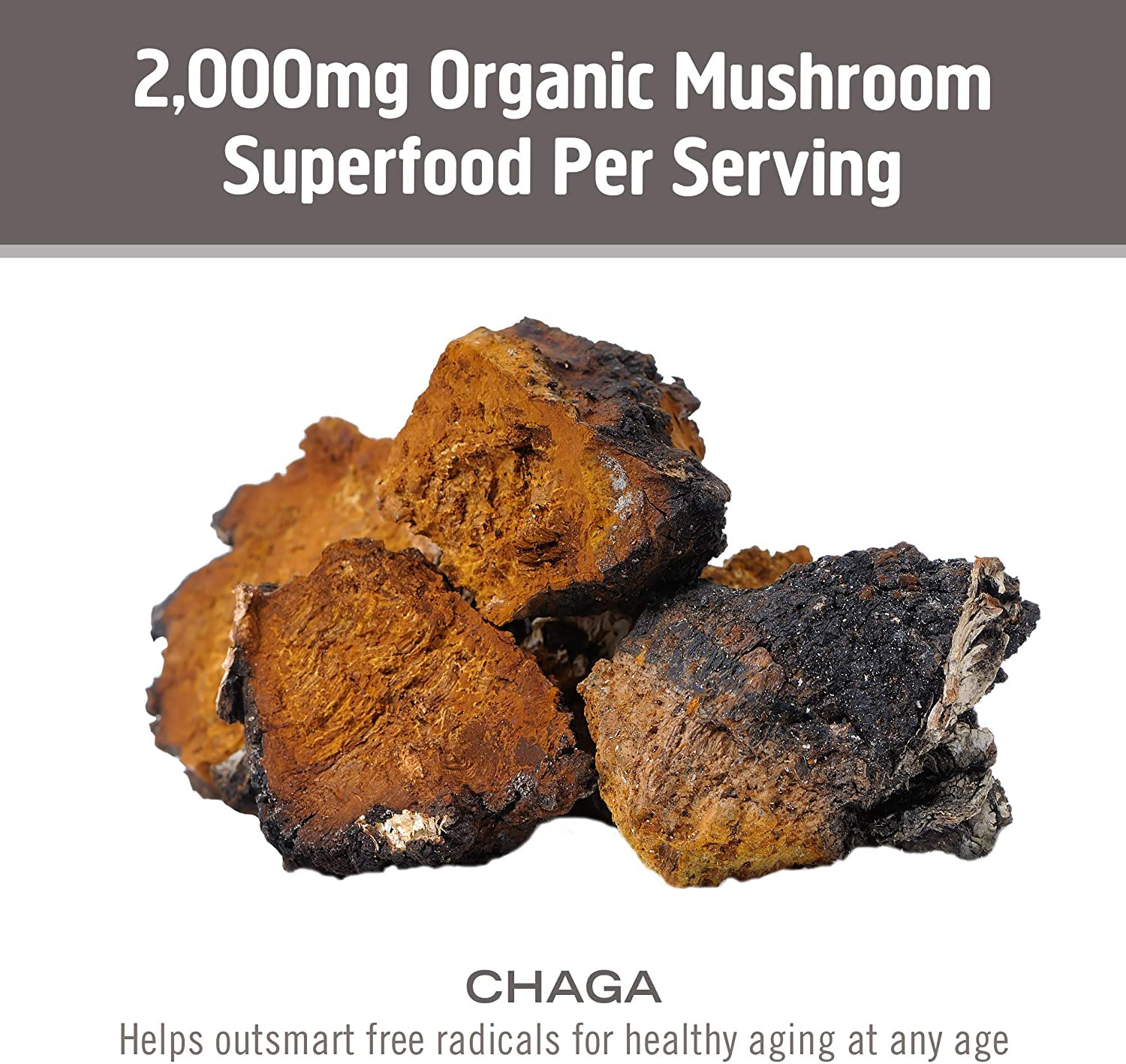 Nutrient-dense chaga mushroom benefits