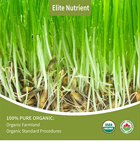 nutrient-dense wheat grass powder