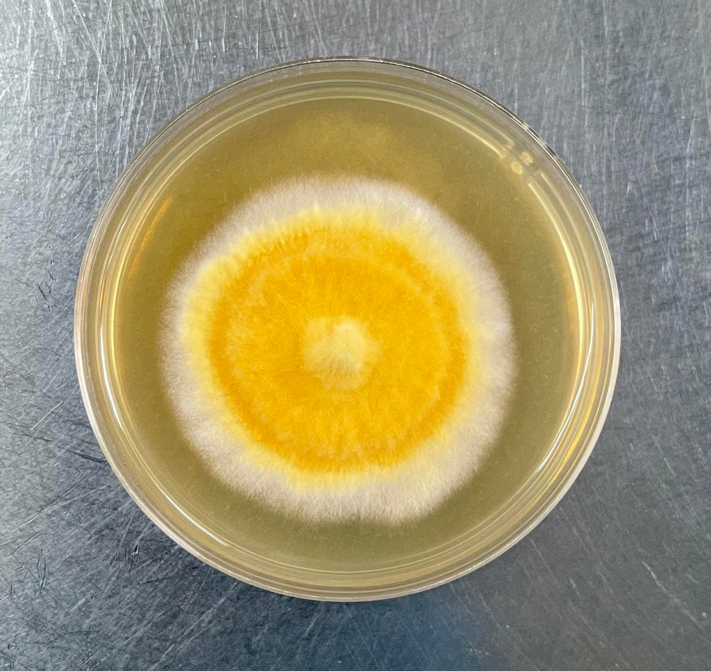 nutrient-rich agar for mushrooms