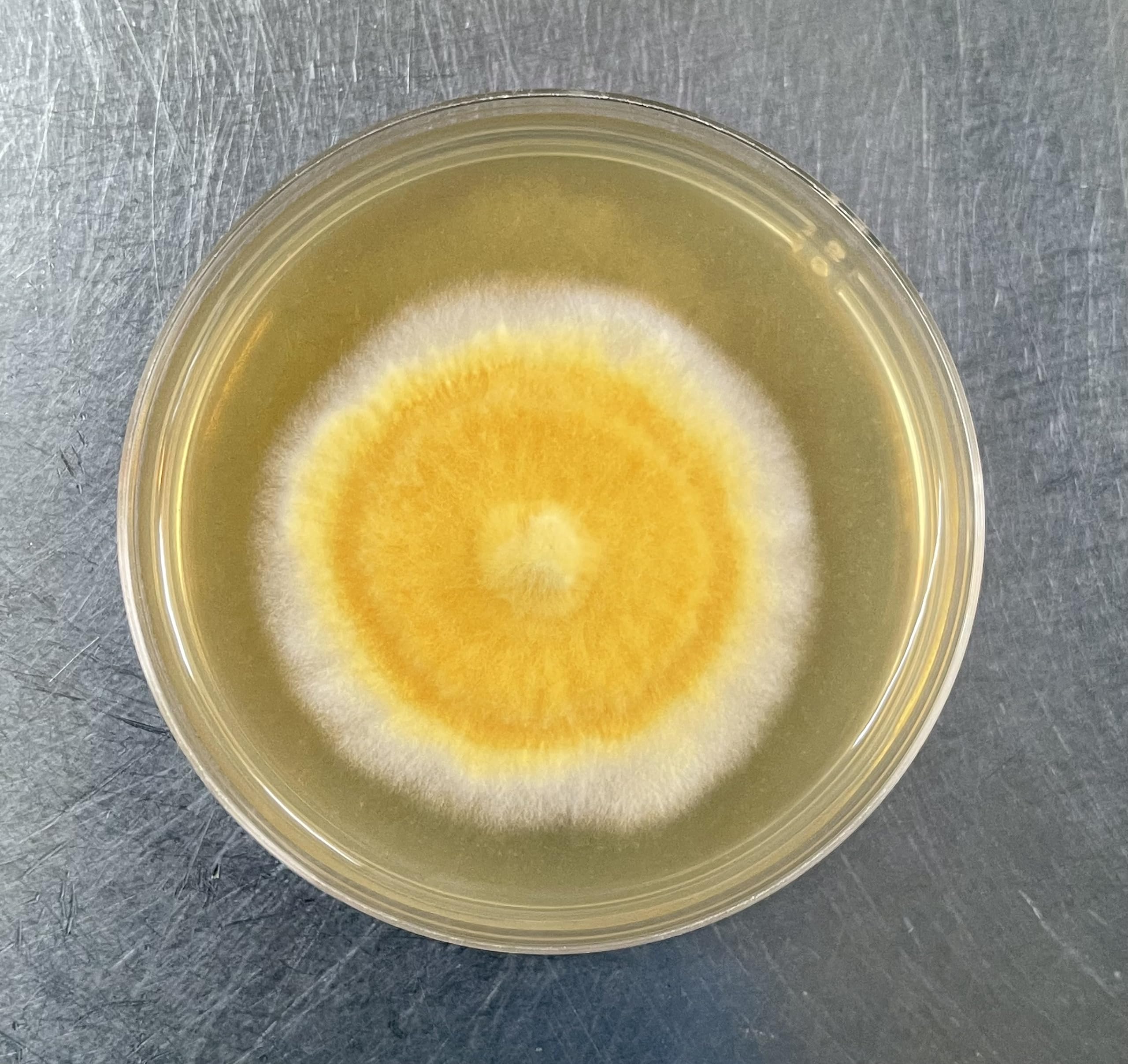 nutrient-rich agar for mushrooms