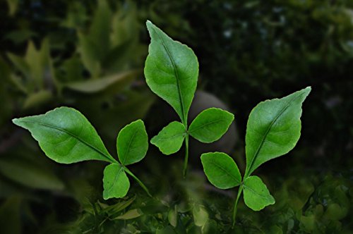 nutrient-rich bael leaf supplement