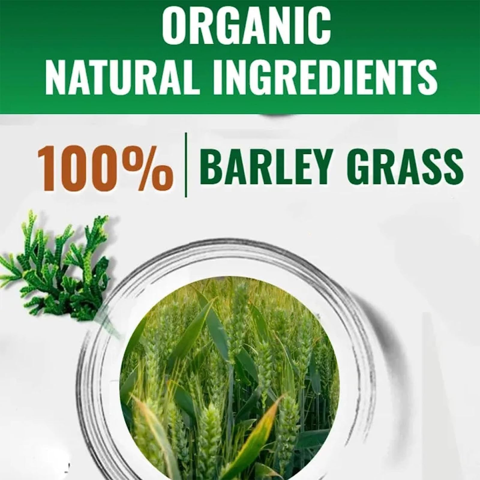 Nutrient-rich barley grass powder