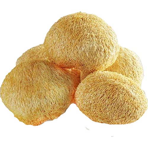 nutrient-rich bearded tooth mushrooms