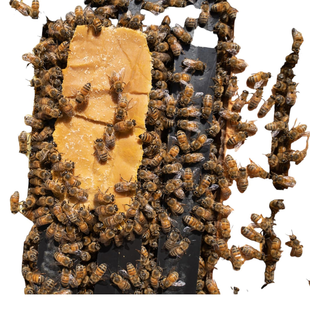 nutrient-rich bee keeping supplements