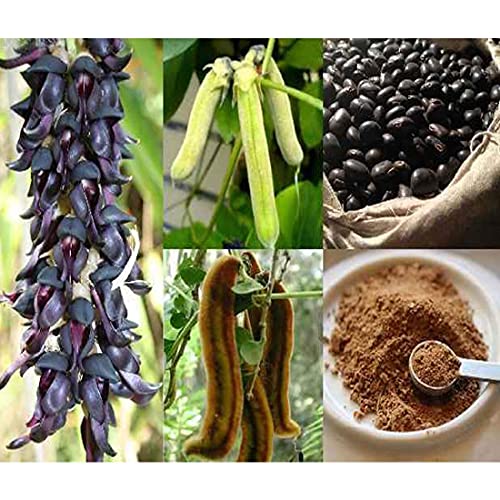 nutrient-rich blended vitamin supplements