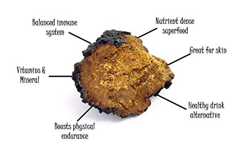 nutrient-rich chaga for vitality