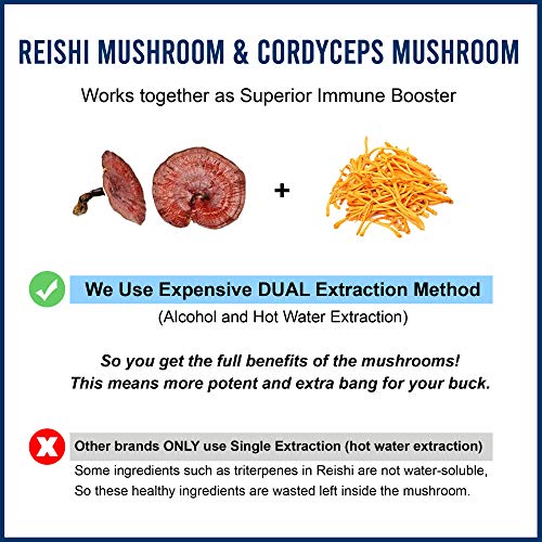 nutrient-rich chaga mushroom pieces