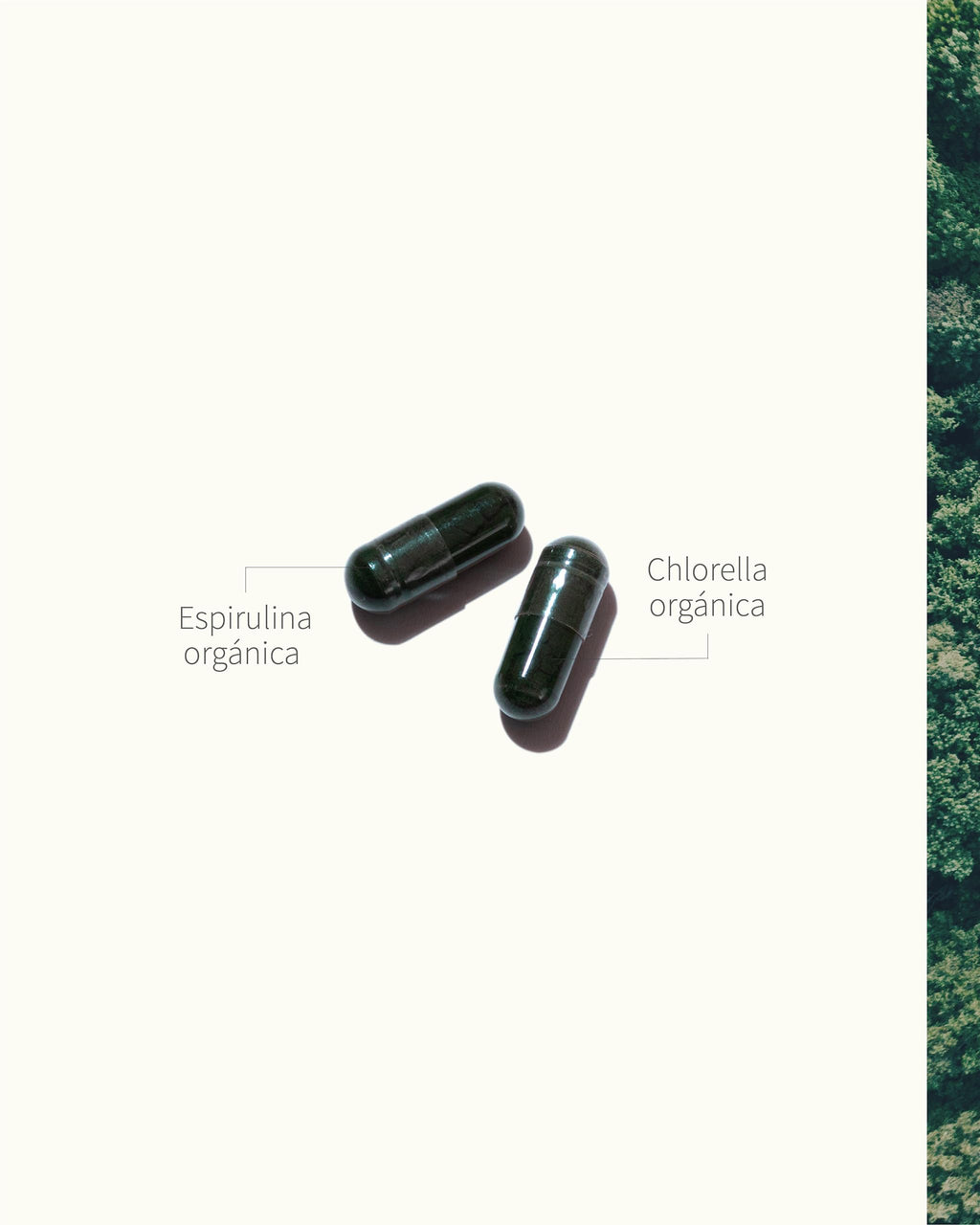 nutrient-rich chlorella plant supplement
