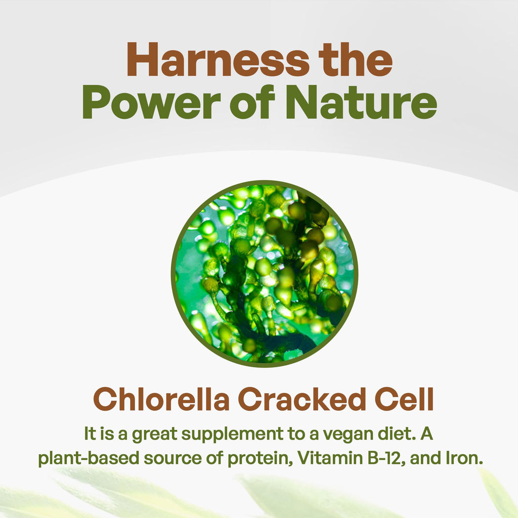 nutrient-rich chlorella superfood powder