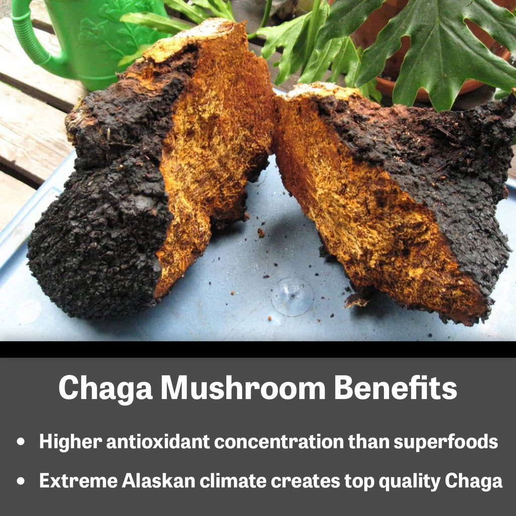 nutrient-rich chocolate mushroom treat