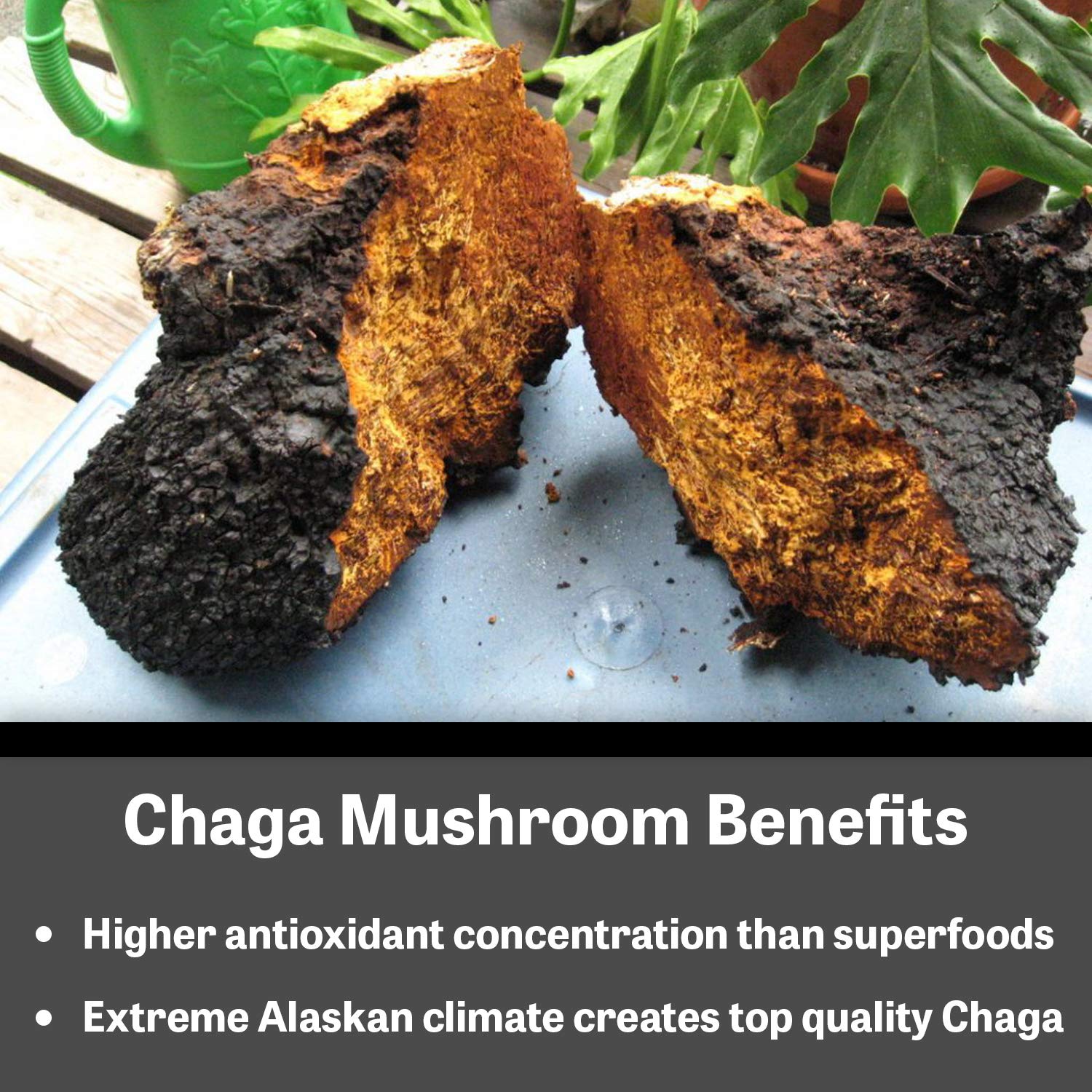 nutrient-rich chocolate mushroom treat