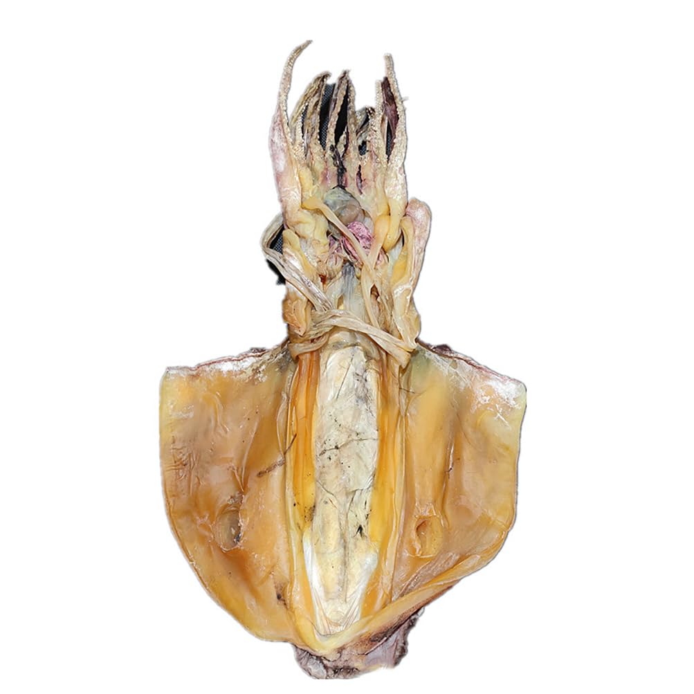 nutrient-rich dried cuttlefish snack