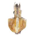 nutrient-rich dried cuttlefish snack