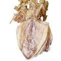 nutrient-rich dried squid snack