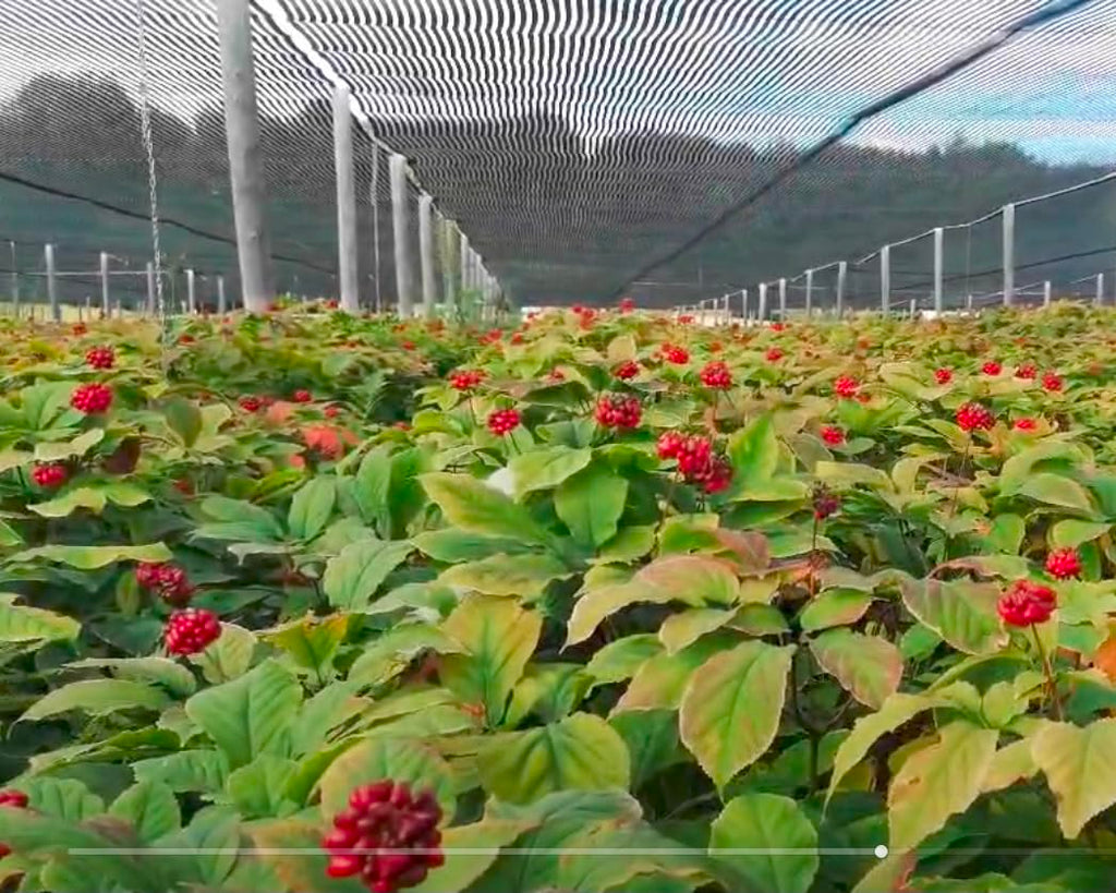 nutrient-rich ginseng for health