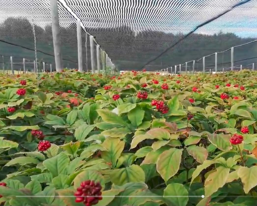 nutrient-rich ginseng for health