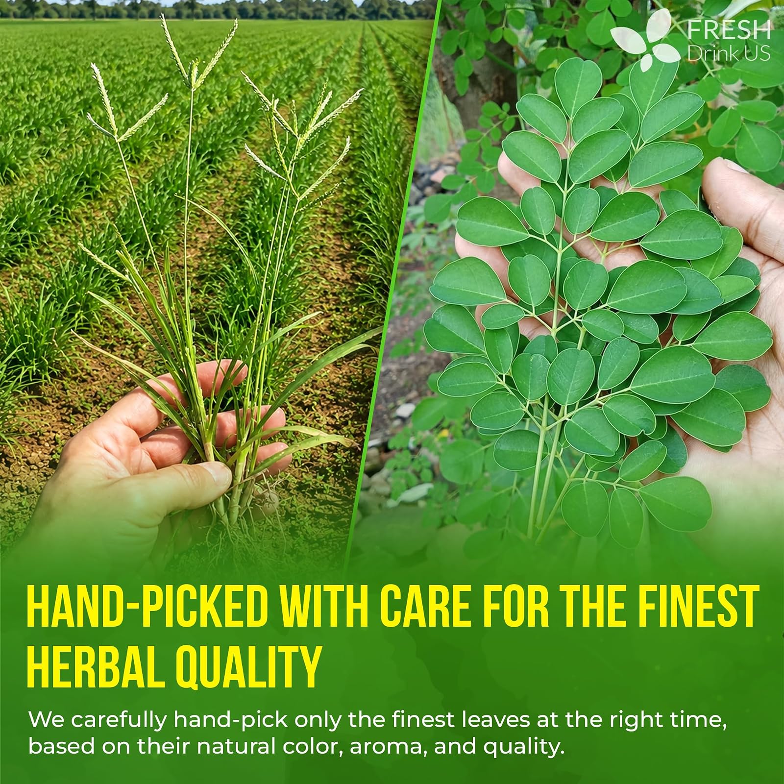 Nutrient-rich green tea extract