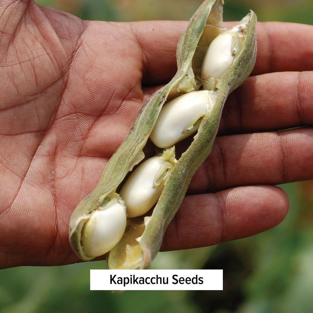 Nutrient-rich Kaunch Beej for energy