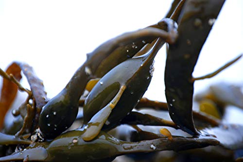 nutrient-rich kelp for wellness