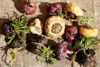 nutrient-rich kids multivitamin option