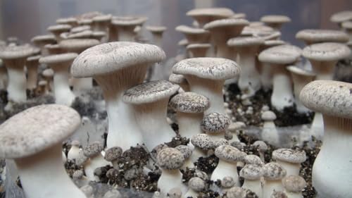 Nutrient-rich King Oyster mushroom culture