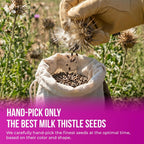 Nutrient-rich milk thistle tea