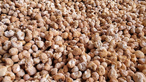 nutrient-rich mushroom extract powder