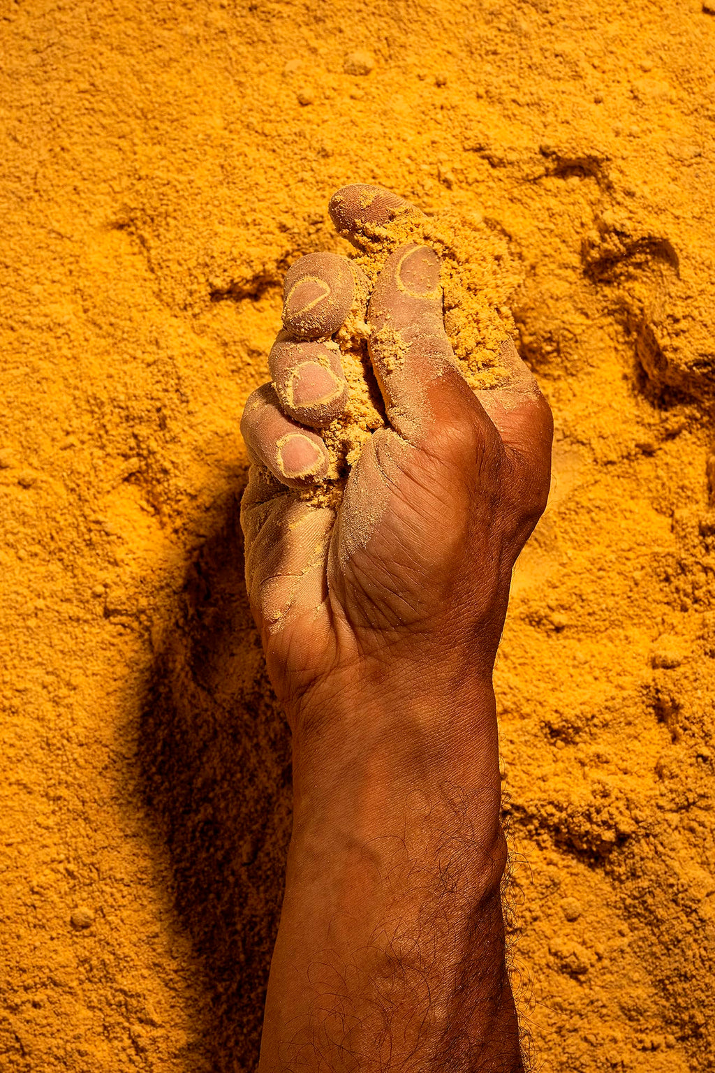 nutrient-rich mushroom powder benefits