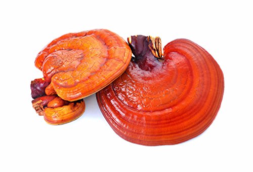 Nutrient-rich mushroom powder blend