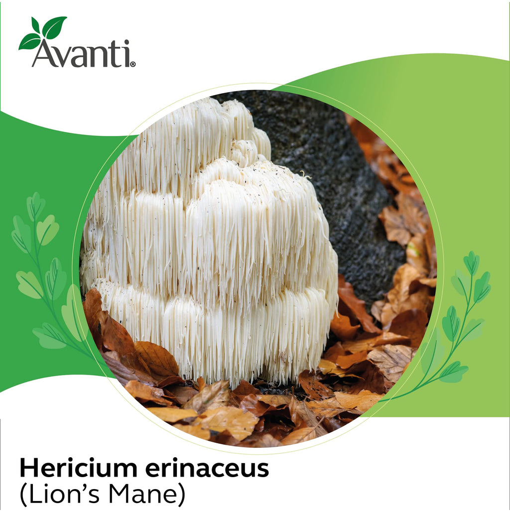 nutrient-rich mushroom powder for health