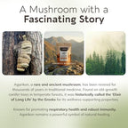nutrient-rich mushroom powder for recipes