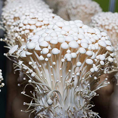 Nutrient-rich mushrooms for health