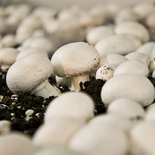 Nutrient-rich mushrooms for health