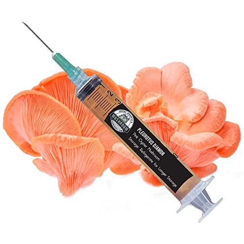 Nutrient-rich pink oyster mushroom mycelium