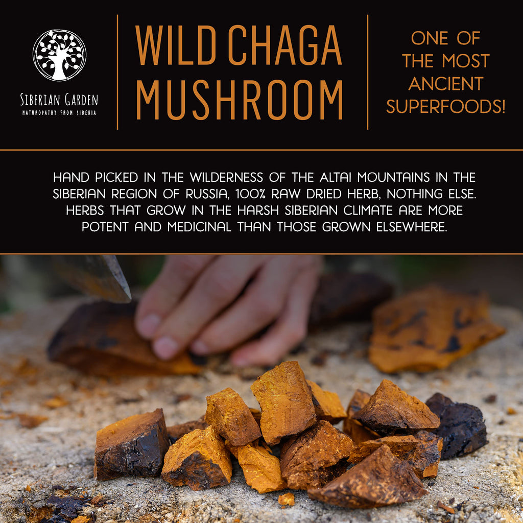 nutrient-rich raw chaga mushrooms