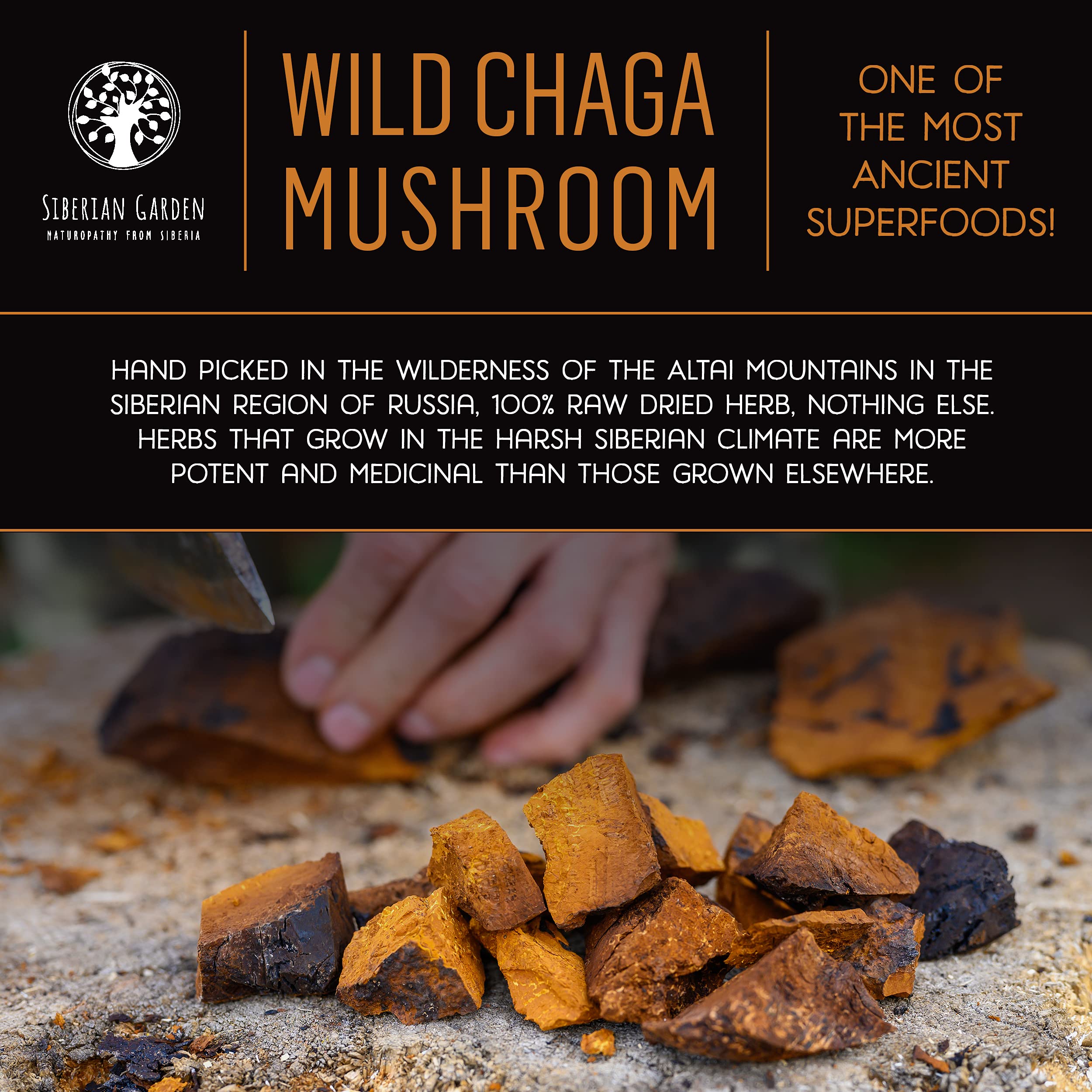 nutrient-rich raw chaga mushrooms