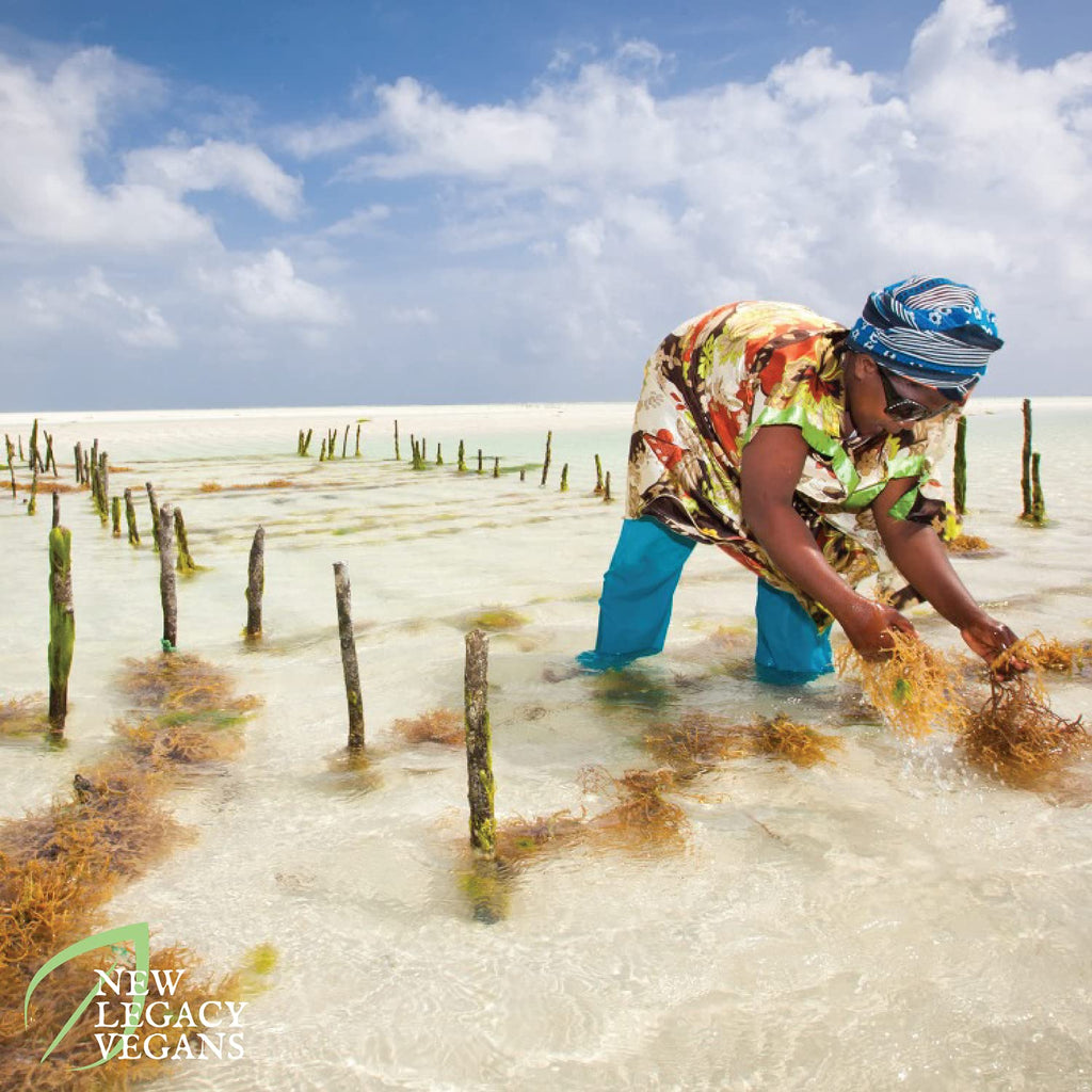 nutrient-rich sea moss for health