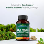 nutrient-rich sea moss for vitality
