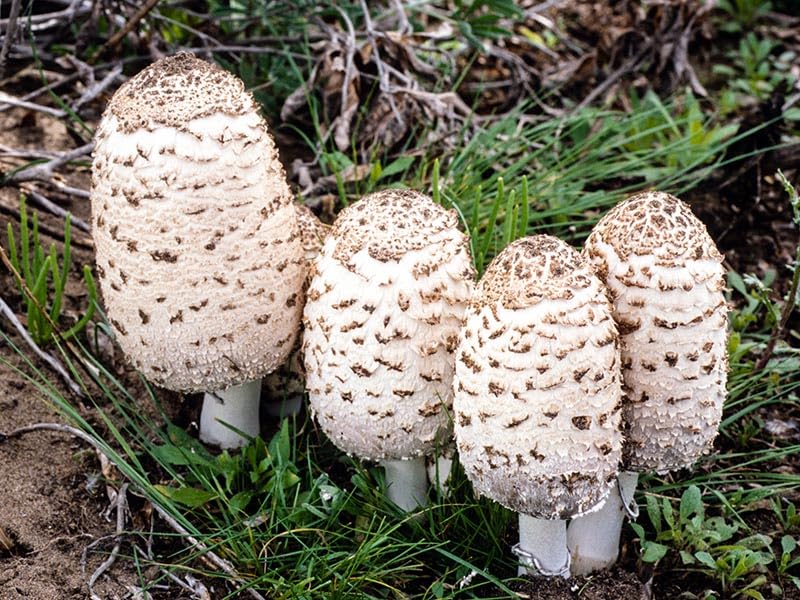 nutrient-rich Shaggy Mane mushrooms