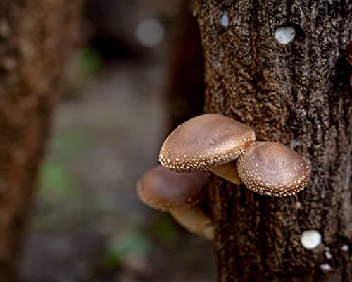nutrient-rich shiitake mushroom seasoning