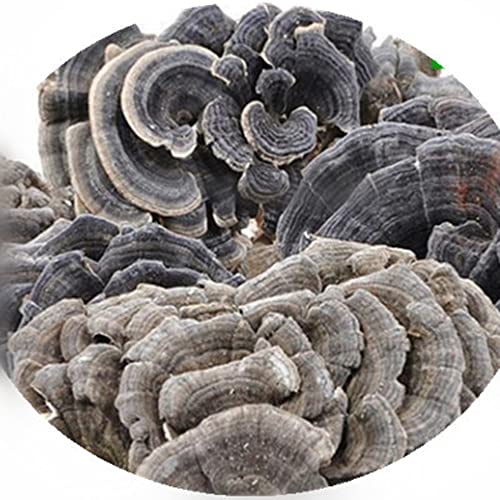 nutrient-rich Turkey Tail mushrooms benefits
